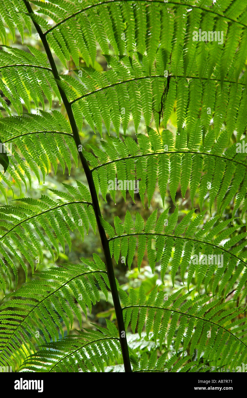 fern Costa Rica Stock Photo - Alamy