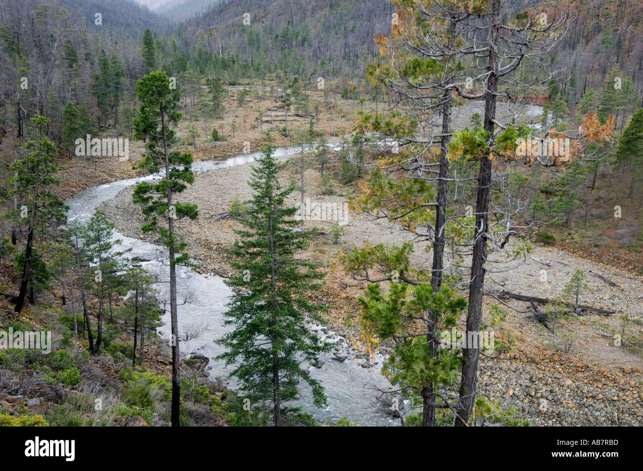 USA OREGON Wildlflowers in 2002 Biscuit Fire area Rough and Ready Creek ...