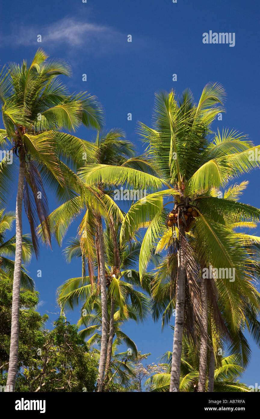 coconut palm trees Costa Rica Stock Photo - Alamy