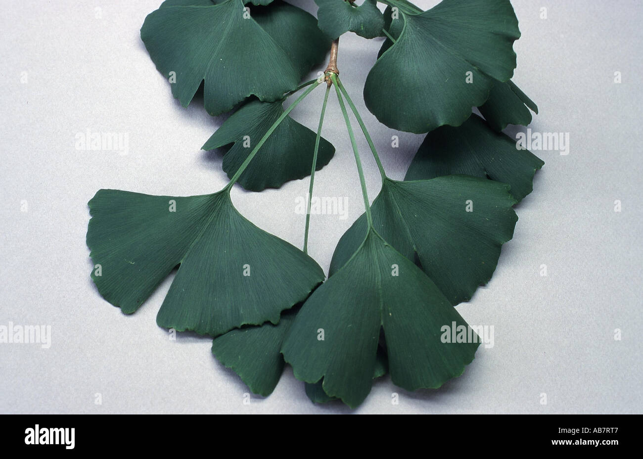 Useful fossils hi-res stock photography and images - Alamy