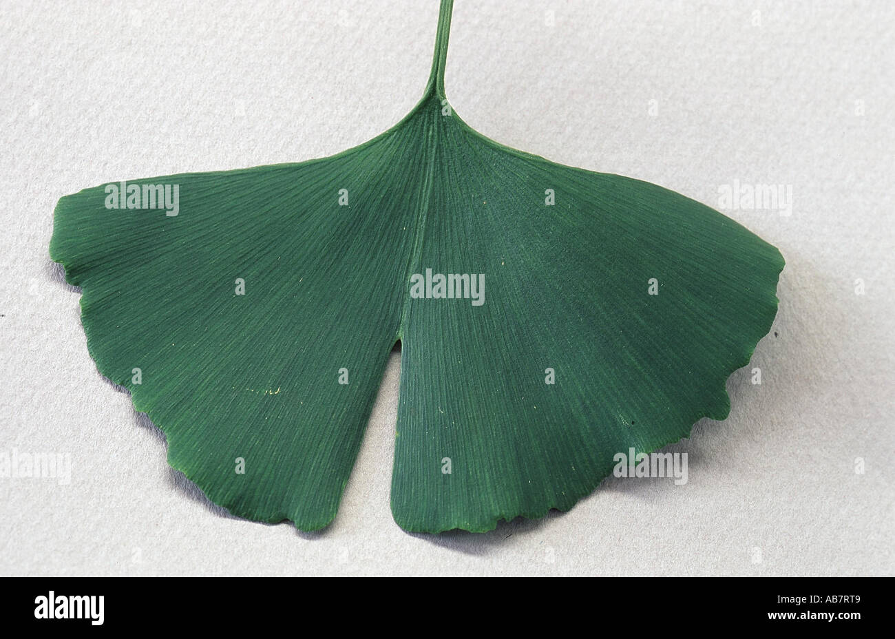 Gingkoleaf hi-res stock photography and images - Alamy
