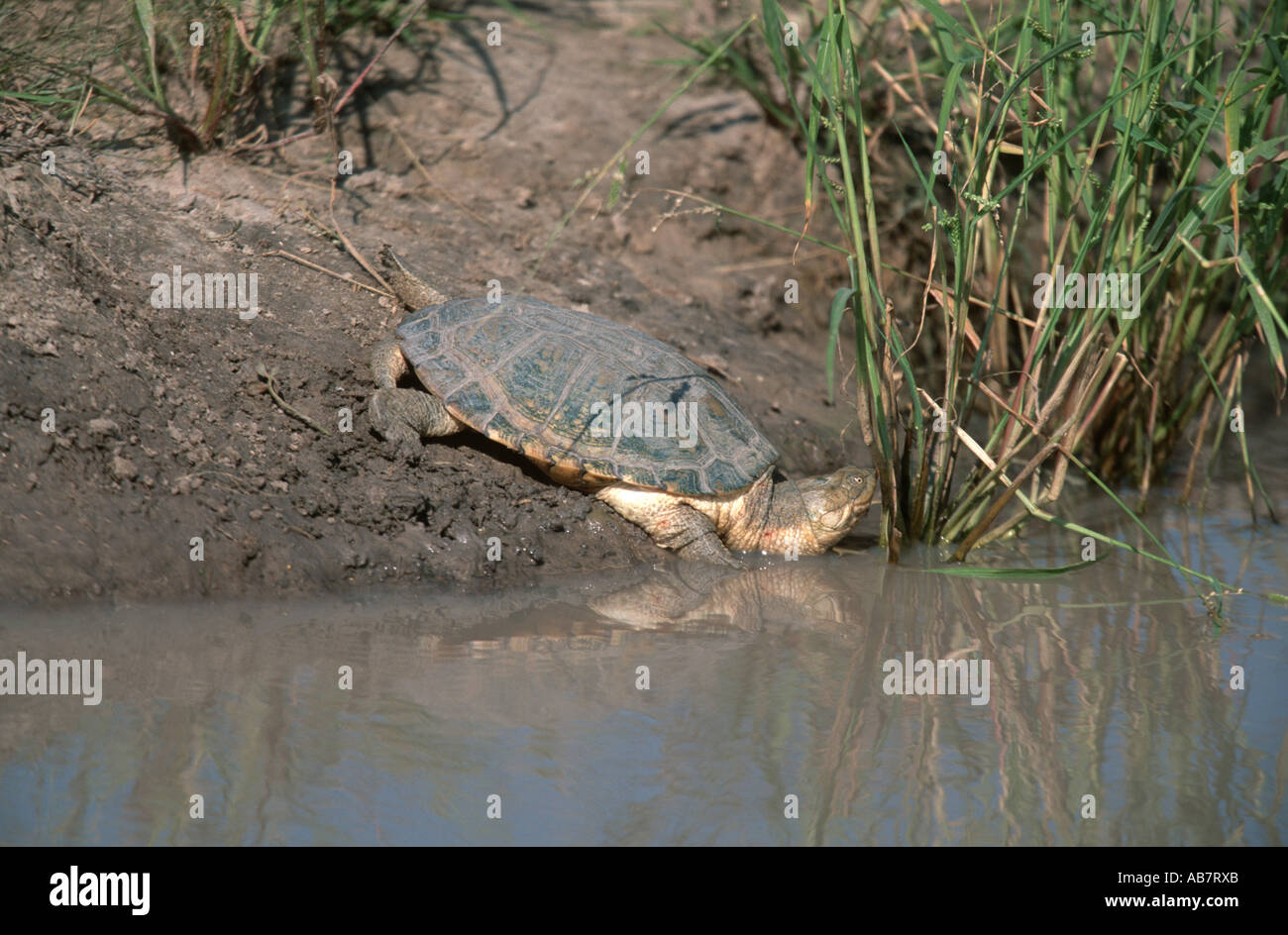 helmeted turtle, African helmeted turtle, marsh turtle (Pelomedusa ...