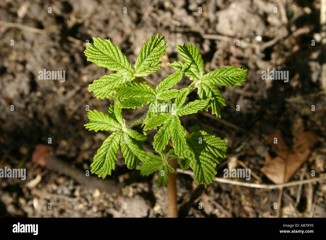 Horse Chestnut tree seedling Stock Photo - Alamy