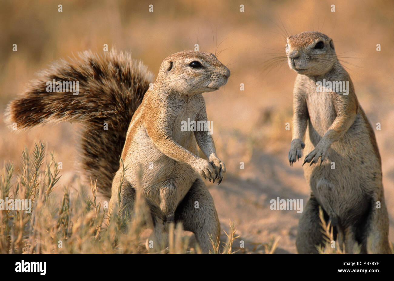 South African ground squirrel, Cape ground squirrel (Geosciurus inauris ...