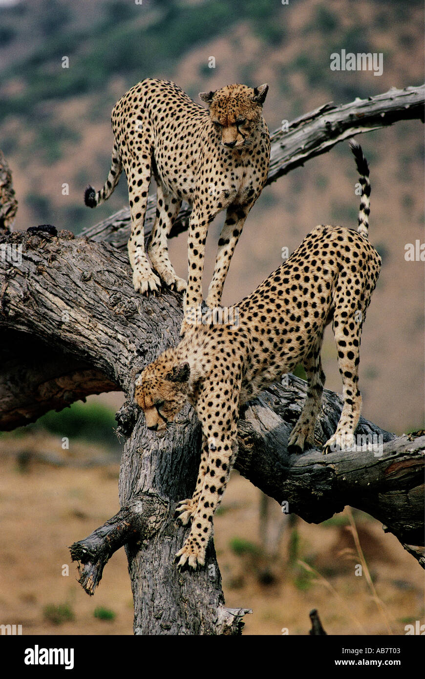 Non retractable claw hi-res stock photography and images - Alamy