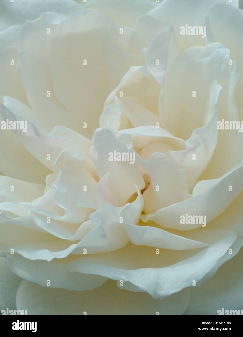 close up of a white rose Stock Photo - Alamy
