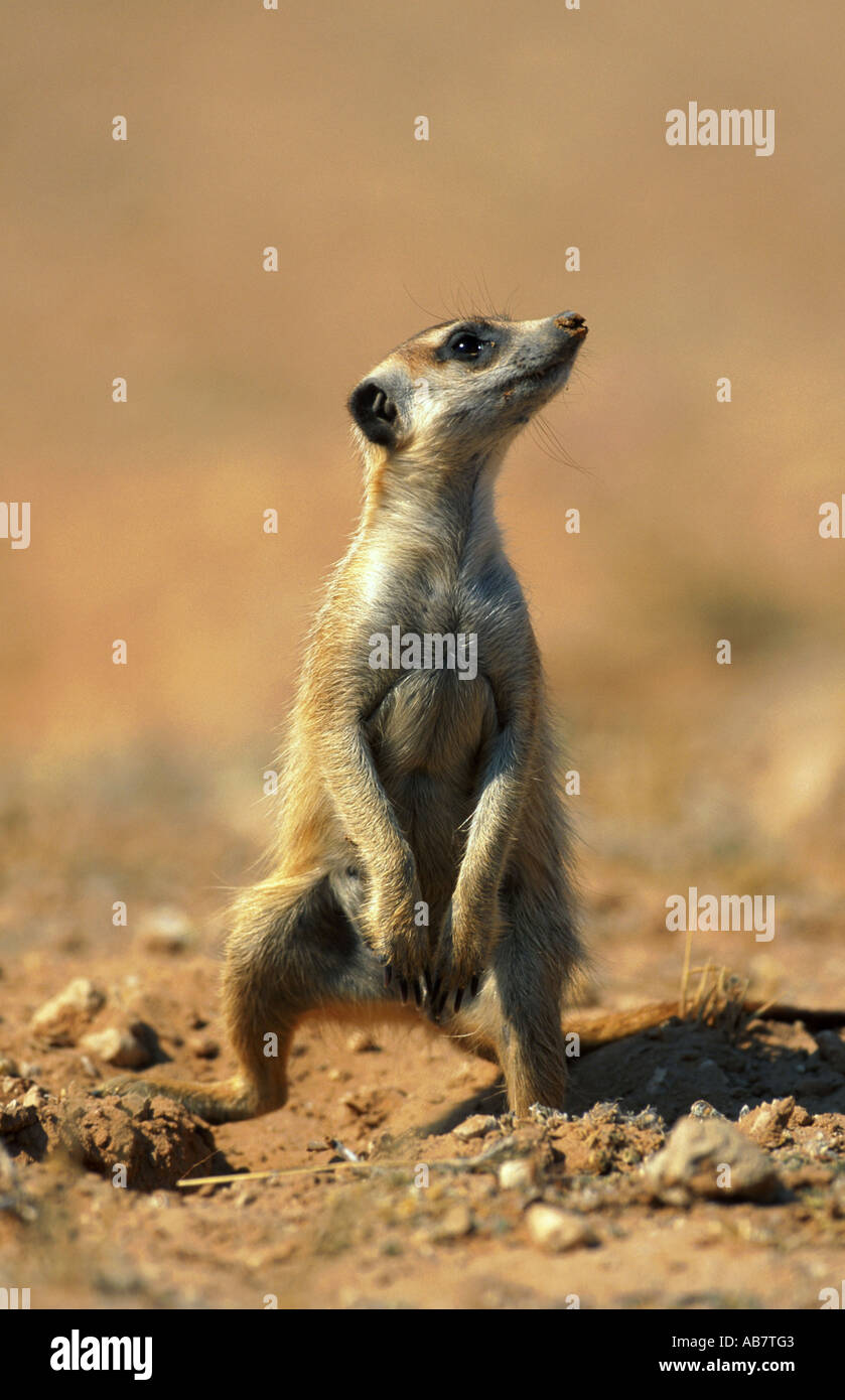 suricate, slender-tailed meerkat (Suricata suricatta), grovelling ...