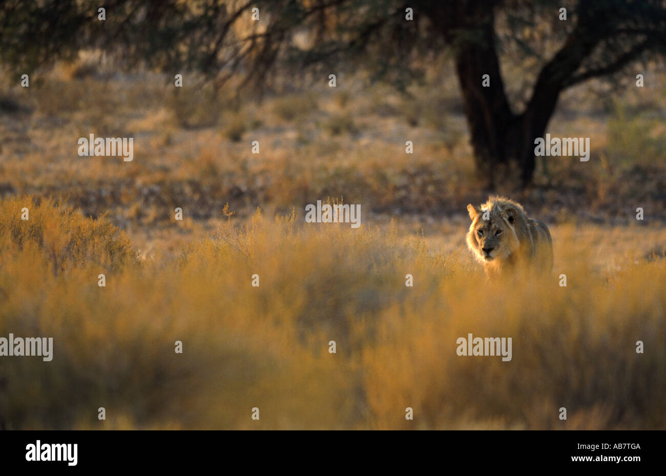 lion (Panthera leo), in savanna, South Africa Stock Photo - Alamy