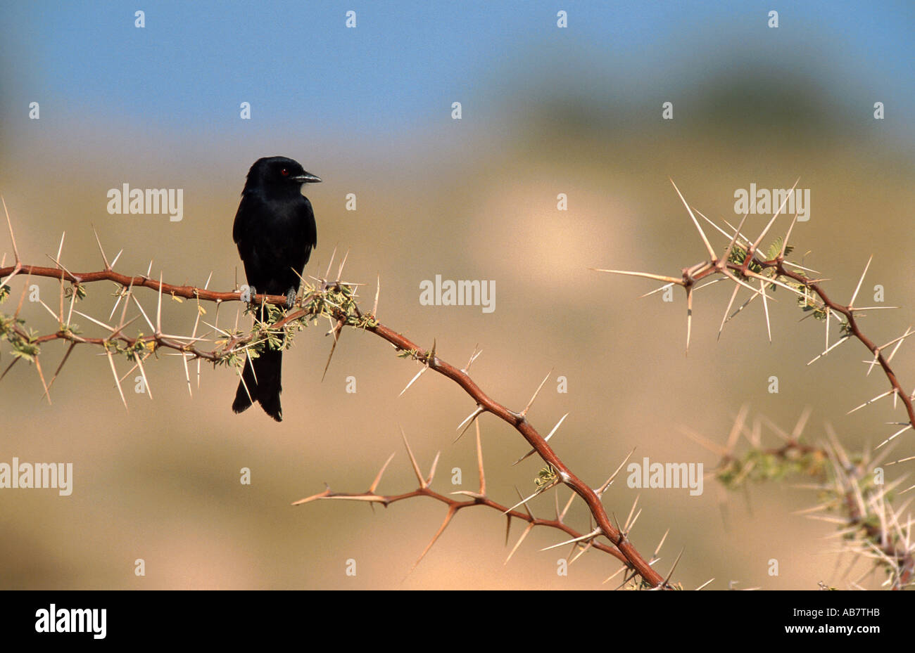 fork-tailed drongo (Dicrurus adsimilis), sitting on bramble, South ...