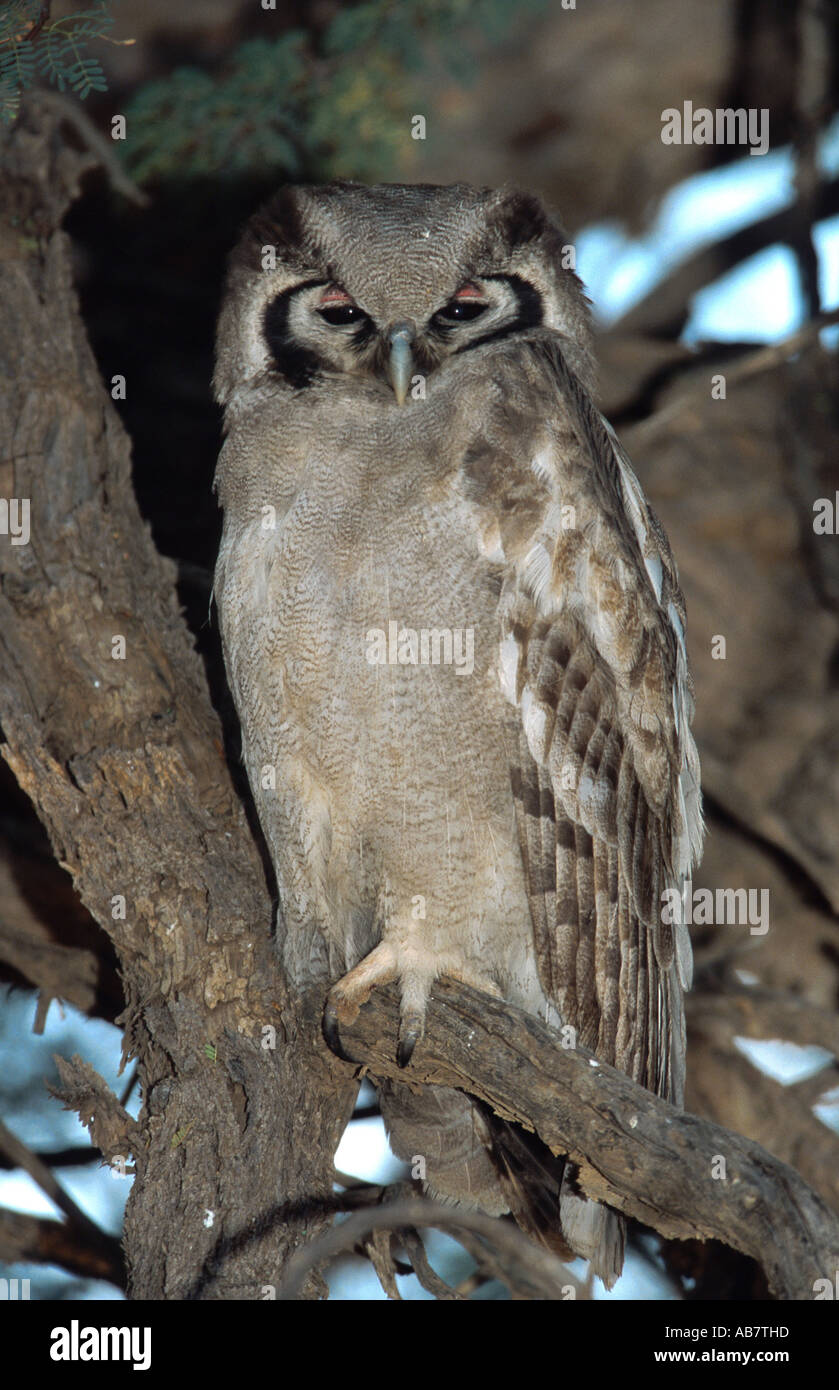 verreaux's eagle owl (Bubo lacteus), sitting on a branch, South Africa ...