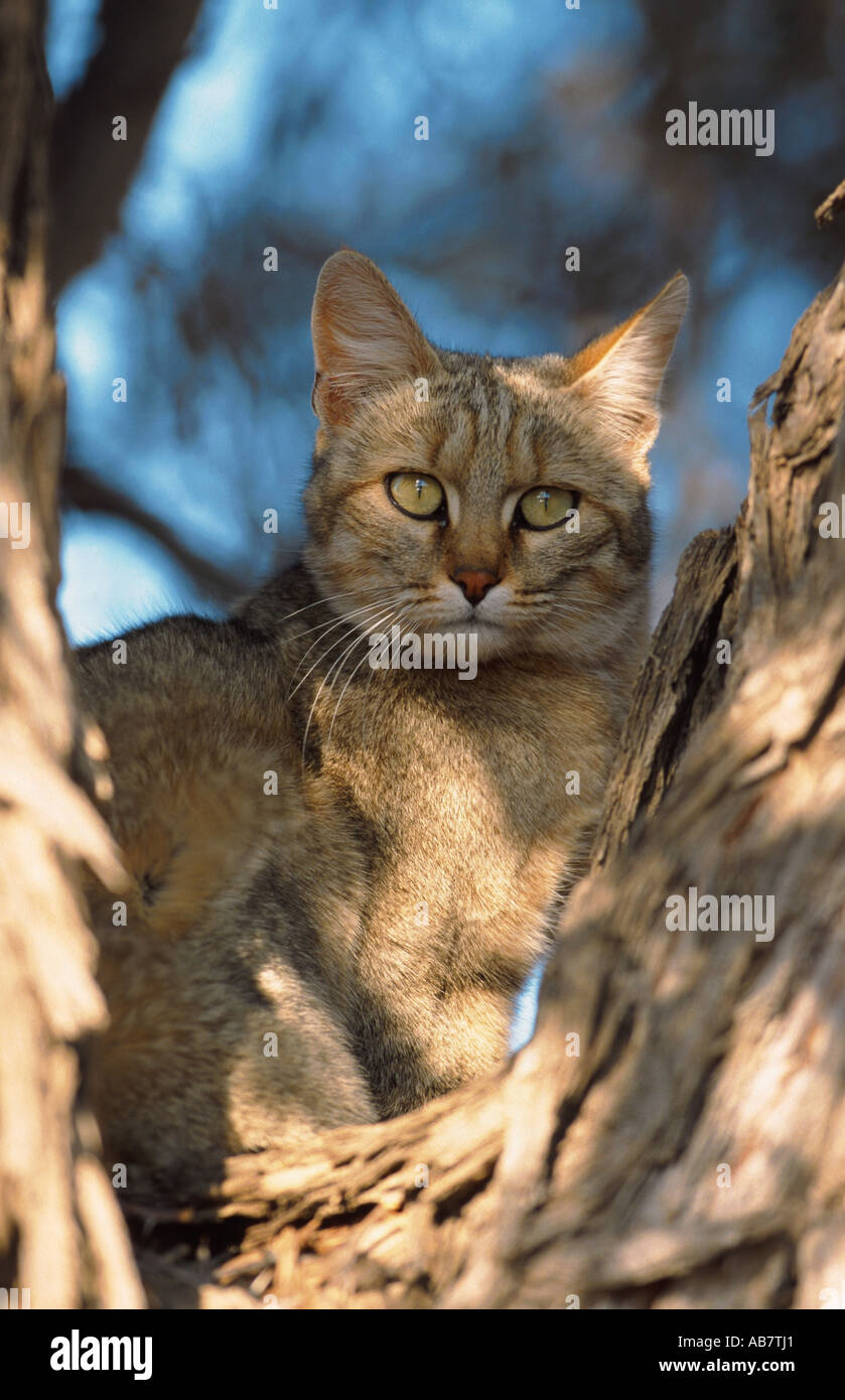 African wildcat (Felis lybica, Felis libyca, Felis sylvestris lybica ...