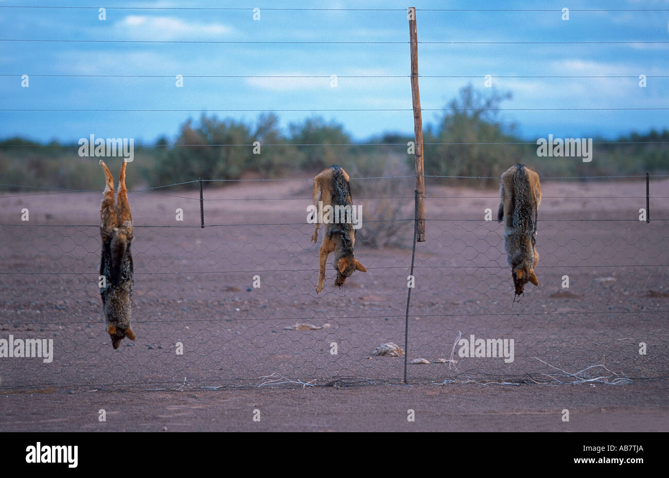 black-backed jackal (Canis mesomelas), dead, hanged up at fence ...