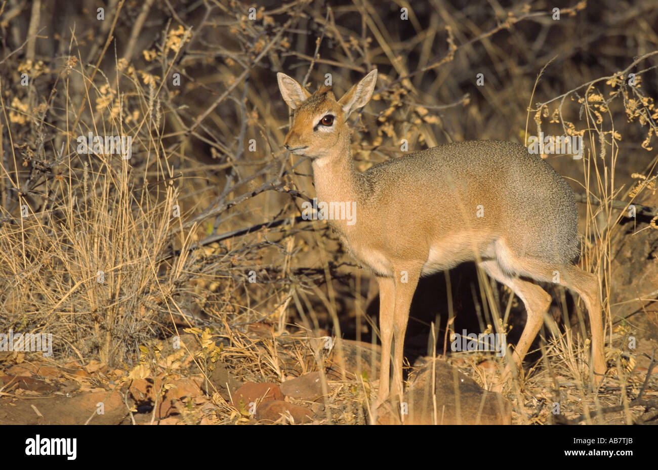 Kirk's dikdik (Madoqua kirkii), between shrubs, Namibia Stock Photo - Alamy Kirk's dikdik (Madoqua kirkii), between shrubs, Namibia Stock Photo - Alamy