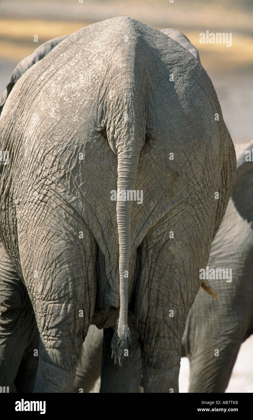 Elephants bum hi-res stock photography and images - Alamy