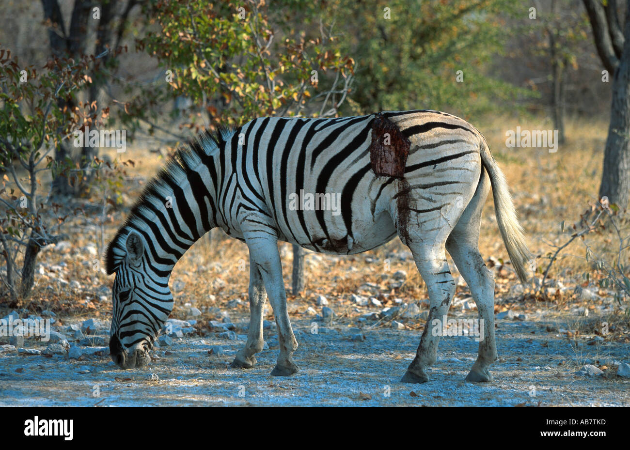 Common Zebra (Equus quagga), wounded by lion, Namibia, Etosha NP Stock ...