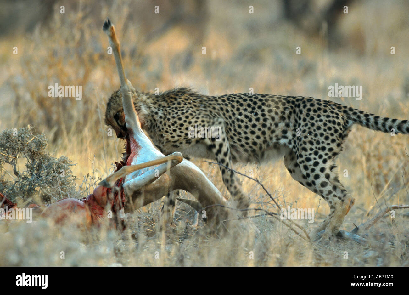 cheetah (Acinonyx jubatus), with killed springbok, Namibia Stock Photo ...