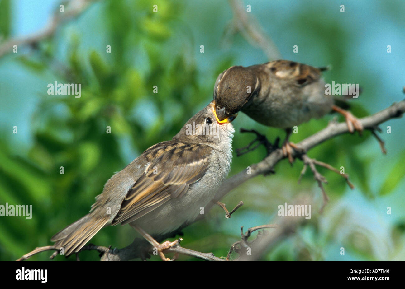 house sparrow (Passer domesticus), feeding chick, Austria, Neusiedler ...