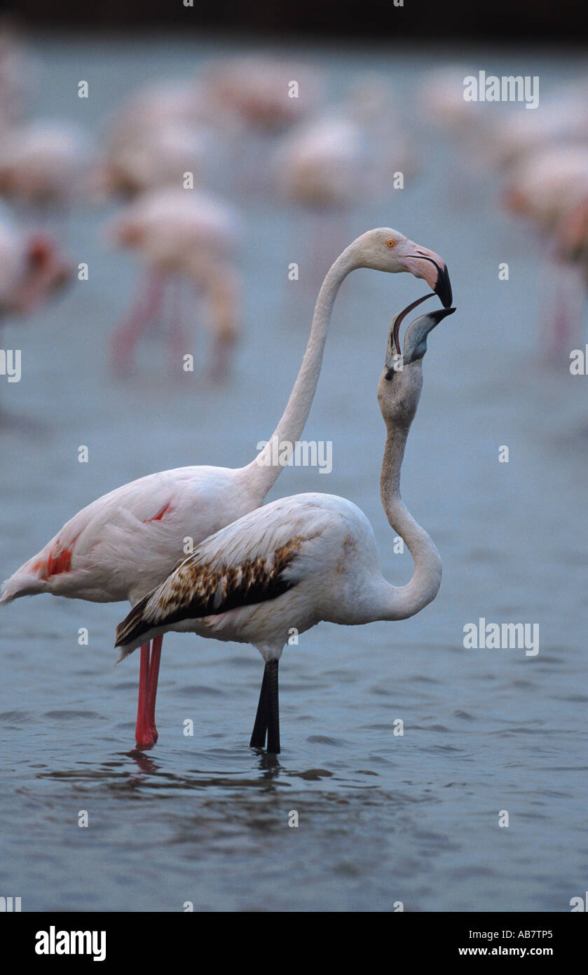 greater flamingo (Phoenicopterus ruber), feeding of a young bird ...