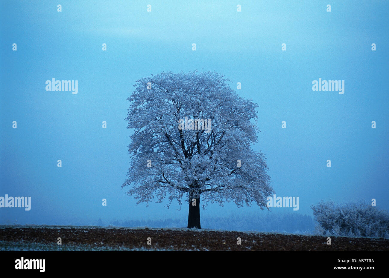 tree with rime Stock Photo - Alamy