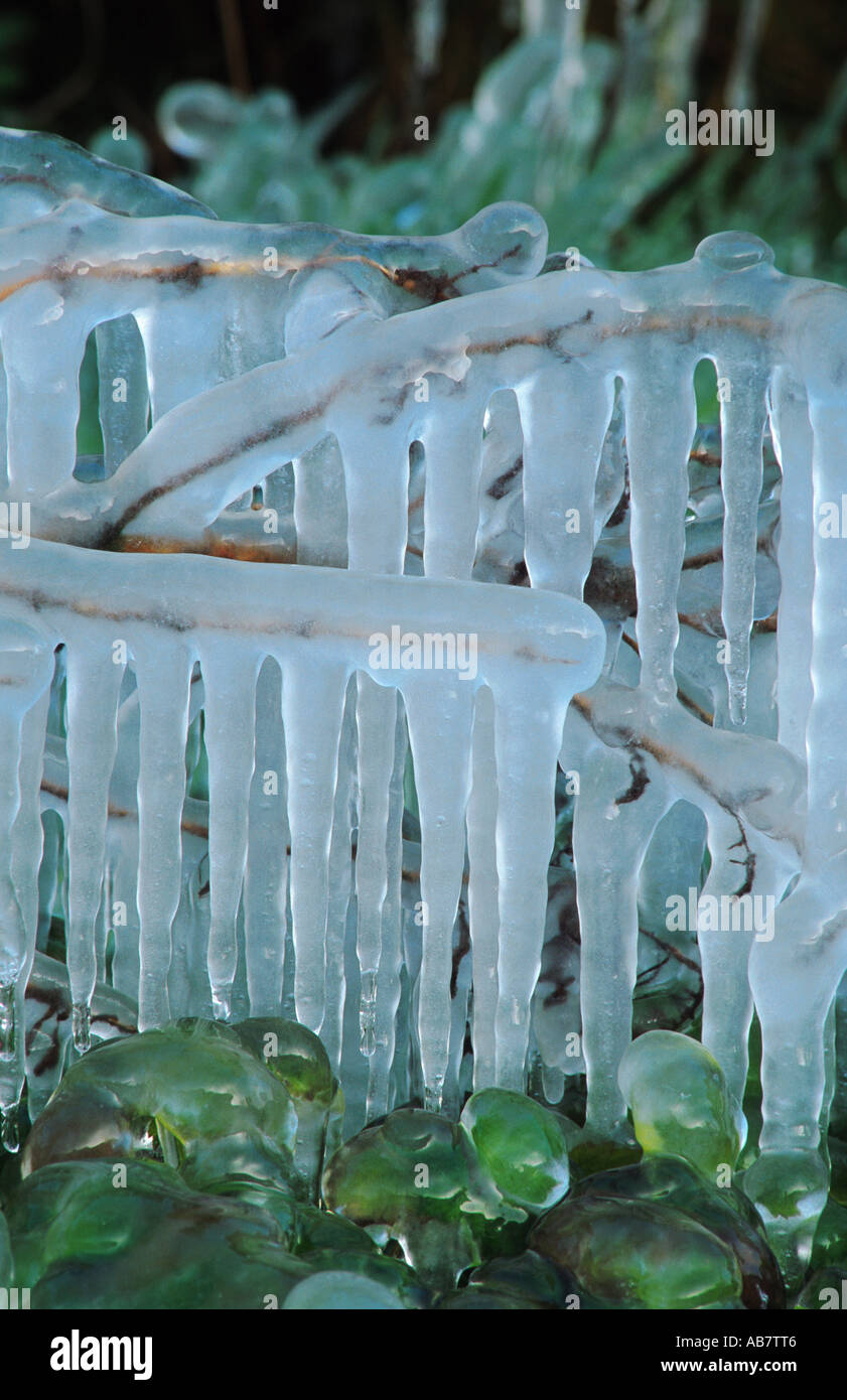 frozen twigs in ice Stock Photo - Alamy