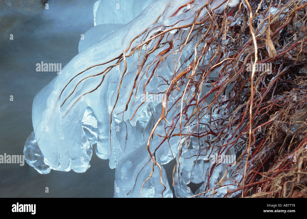frozen roots in ice Stock Photo - Alamy