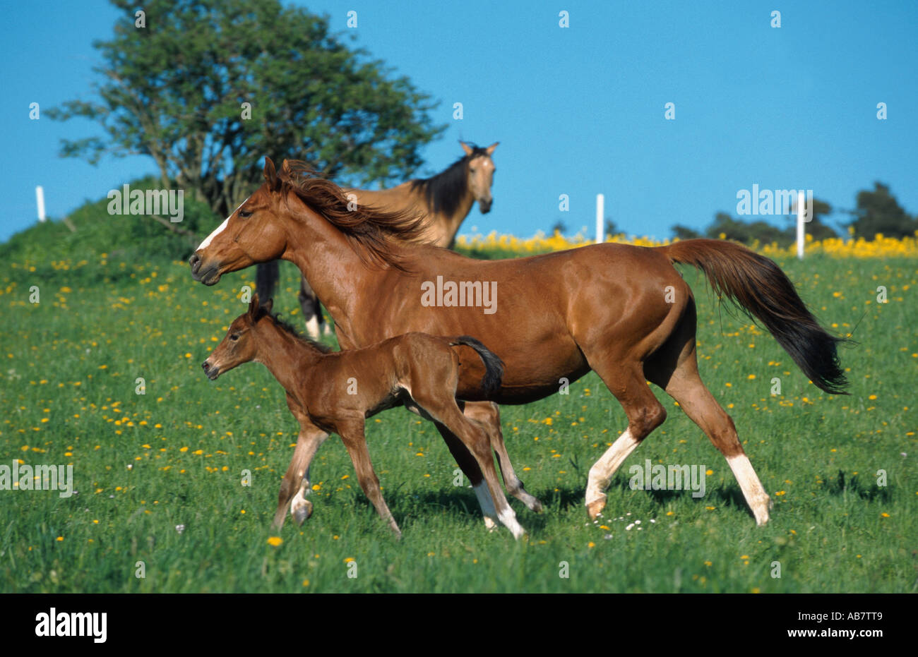 Budjonny horse (Equus przewalskii f. caballus), running over meadow ...