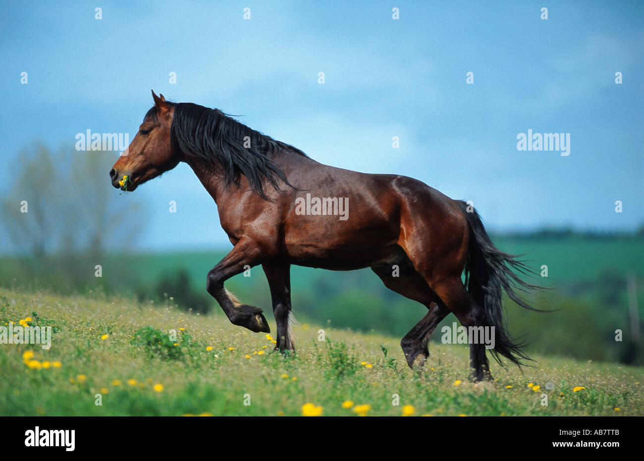 Welsh section d hi-res stock photography and images - Alamy