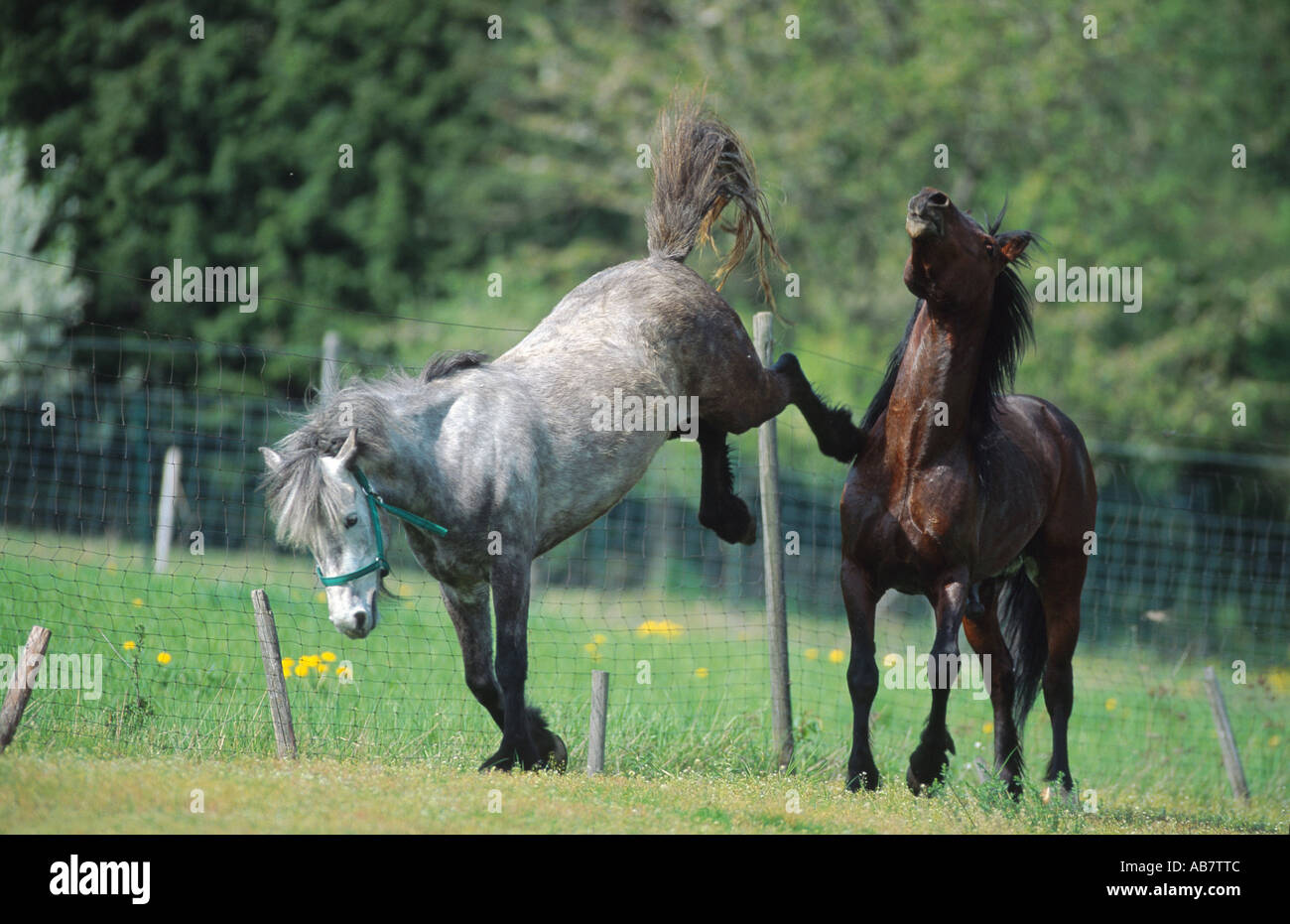Angry pony hi-res stock photography and images - Alamy