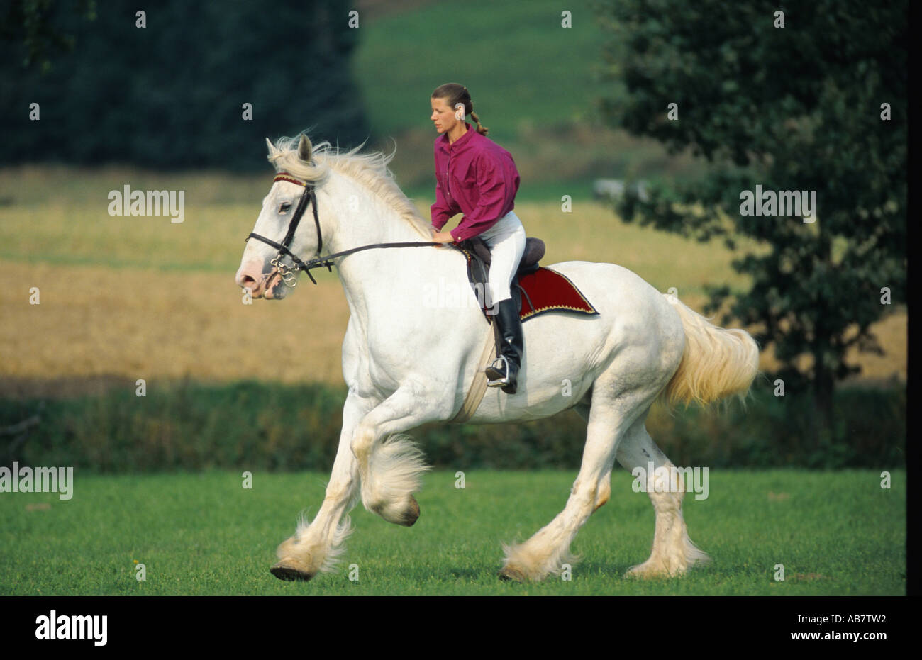 Shire horse (Equus przewalskii f. caballus), galloping over meadow ...