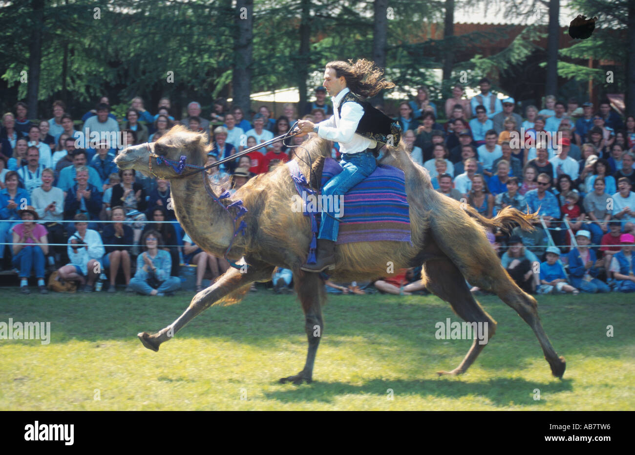Bactrian camel, two-humped camel (Camelus bactrianus), camel race Stock ...