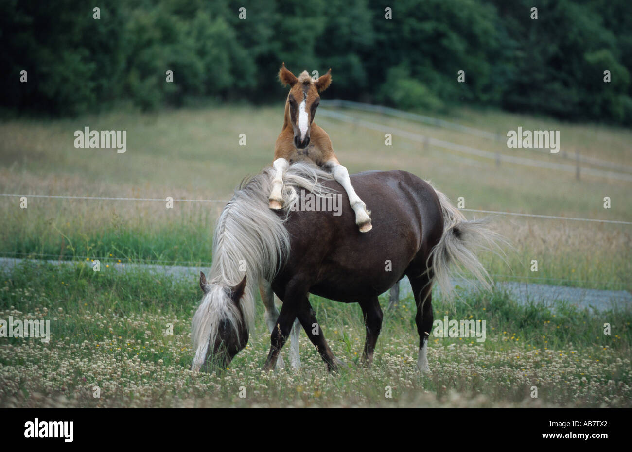 domestic horse (Equus przewalskii f. caballus), mare and foal, foal ...