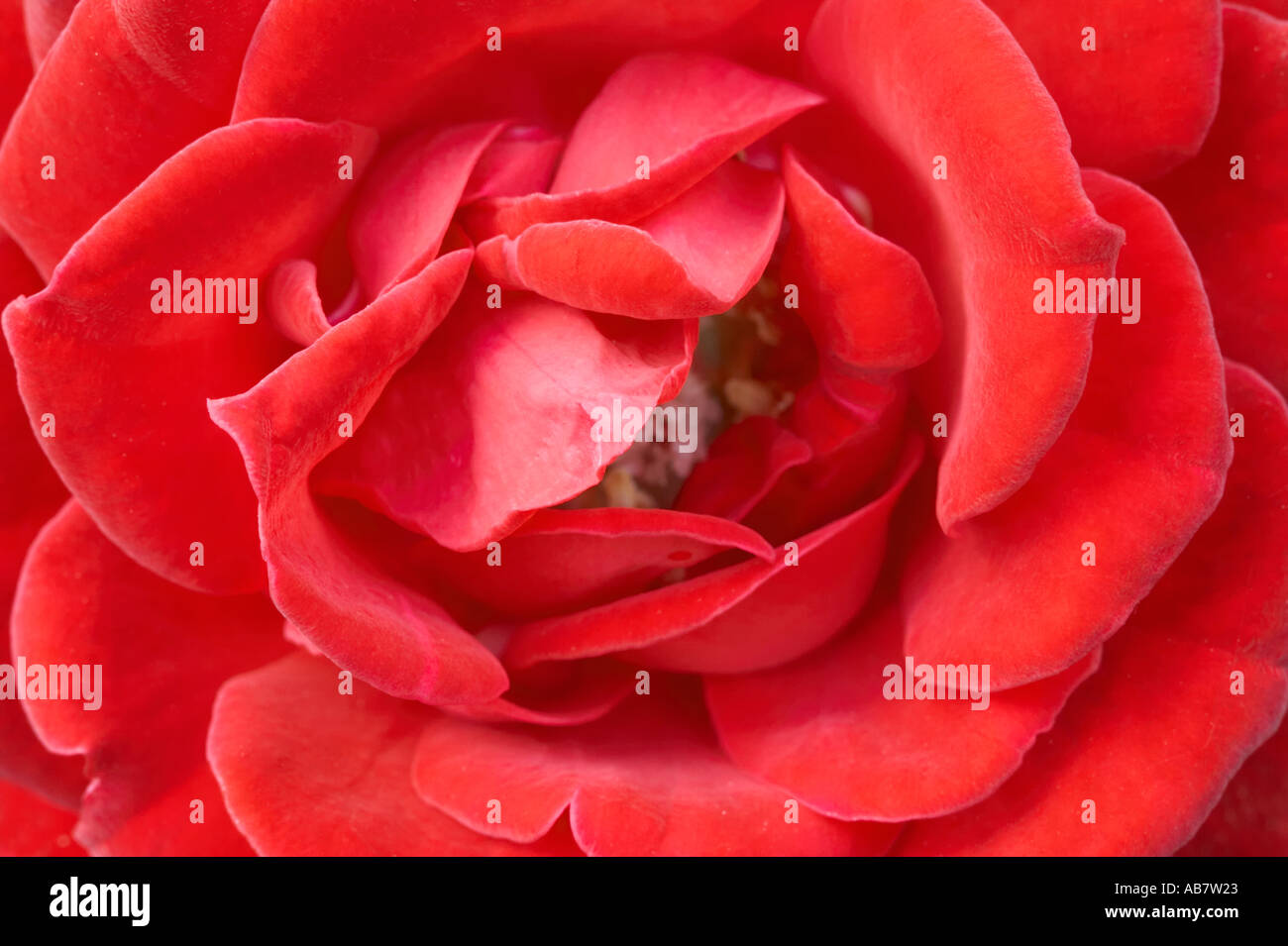 Red Rose Closeup Horizontal Design Copy Space Background Stock Photo ...