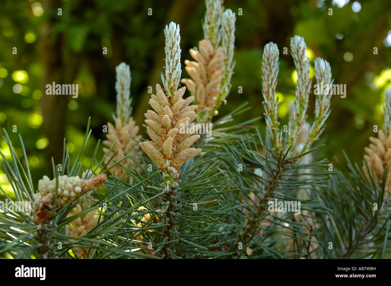 New pine cones in spring Stock Photo - Alamy