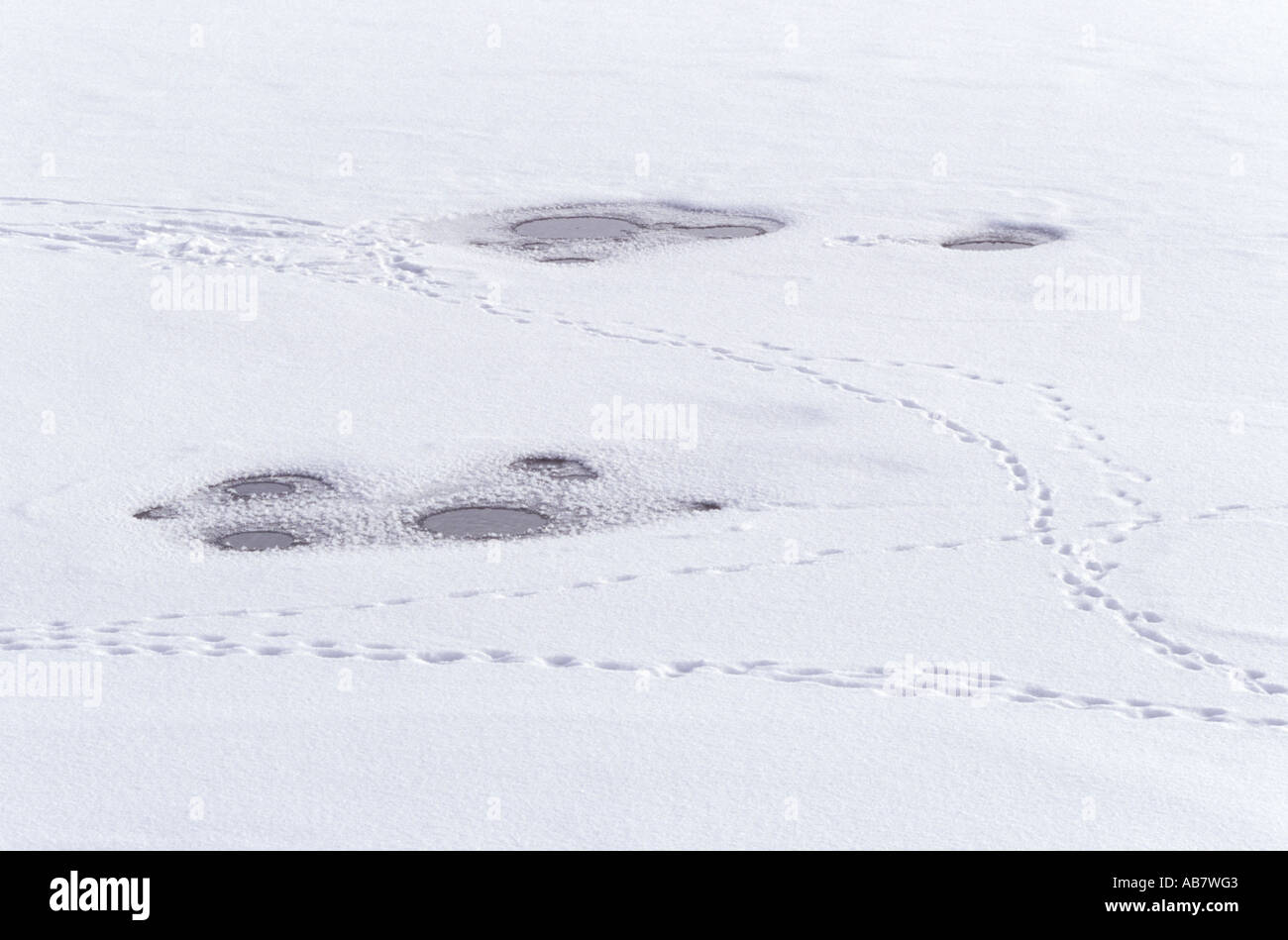 Otter Tracks Stock Photos & Otter Tracks Stock Images - Alamy