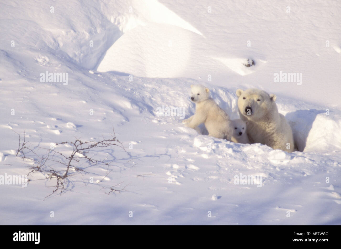 polar bear (Ursus maritimus), female with four weeks old cubs, Canada, Manitoba, Churchill Stock ...