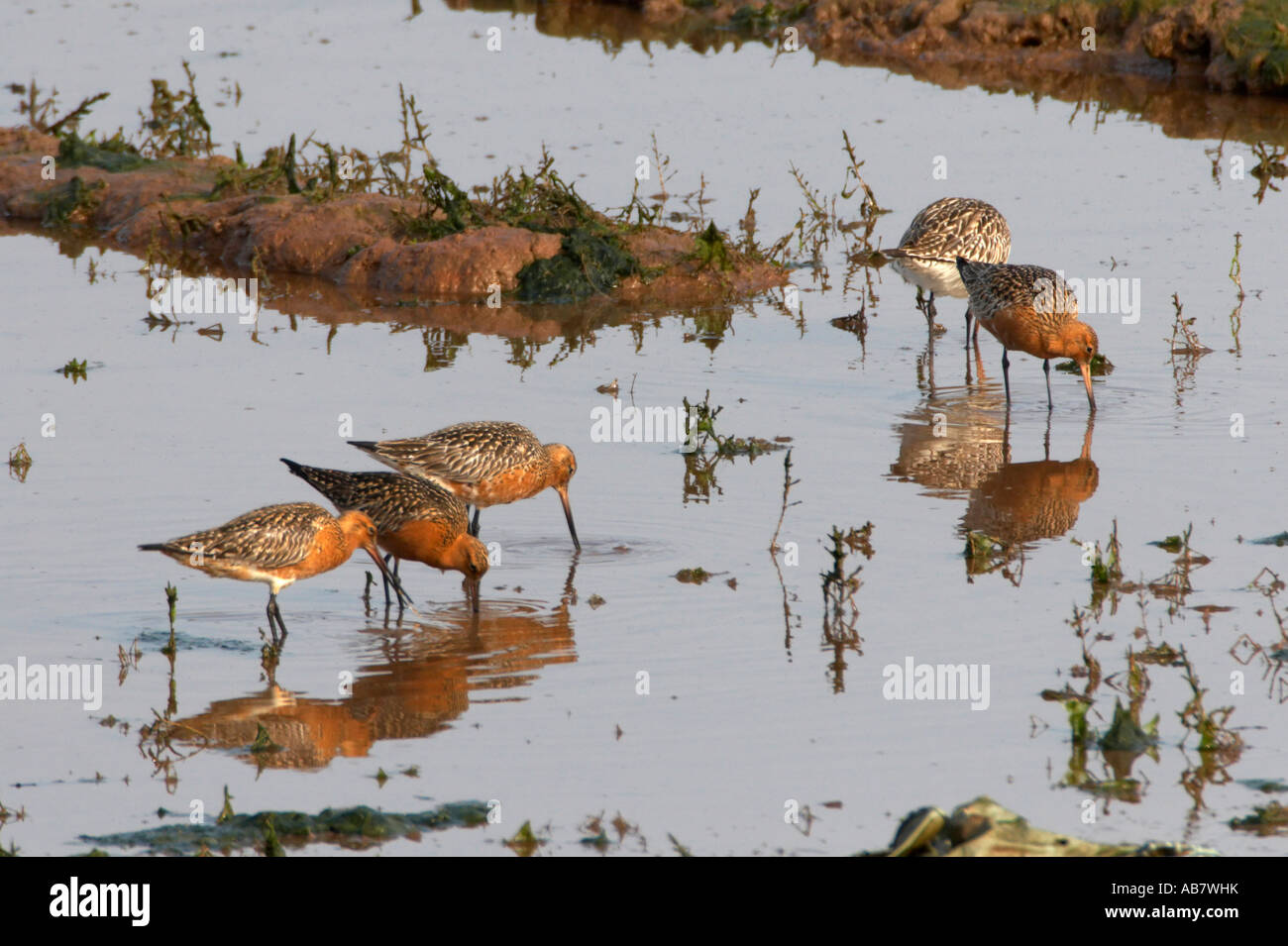 Four male and one female Bar tailed Godwits in summer plumage feeding ...