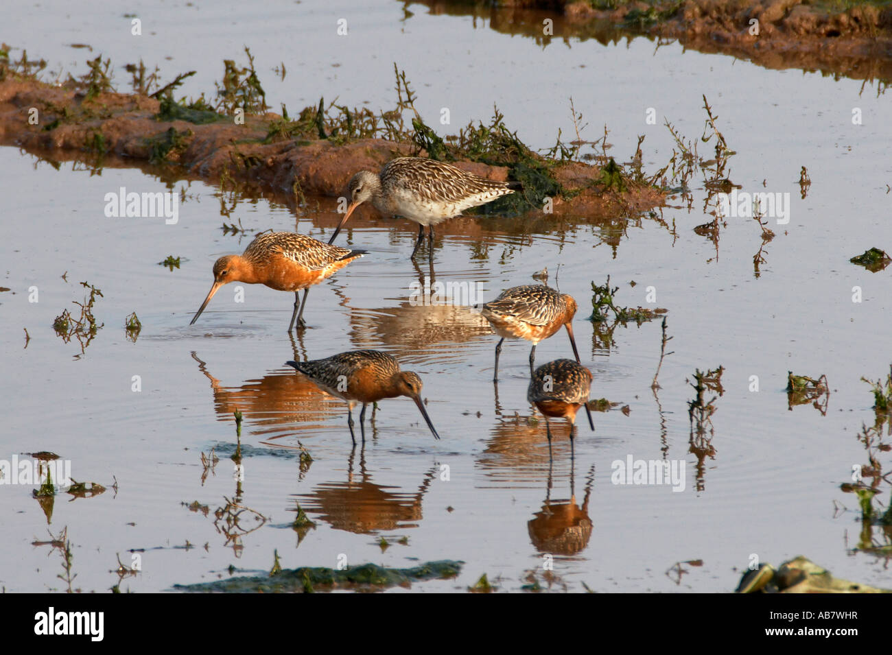 Four male and one female Bar tailed Godwits in summer plumage feeding ...