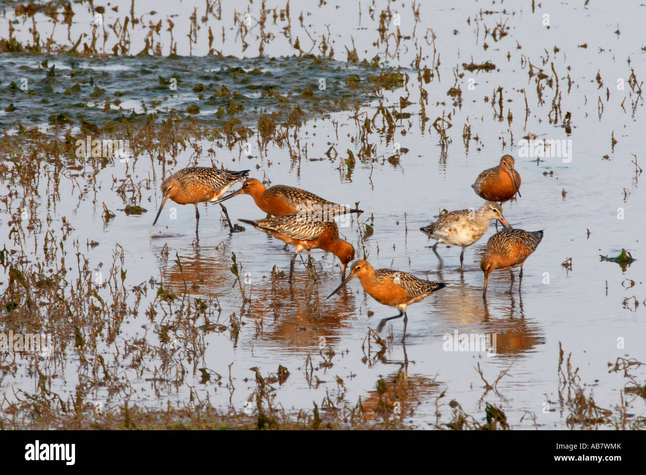 Dunlin bar tailed godwit godwits hi-res stock photography and images ...