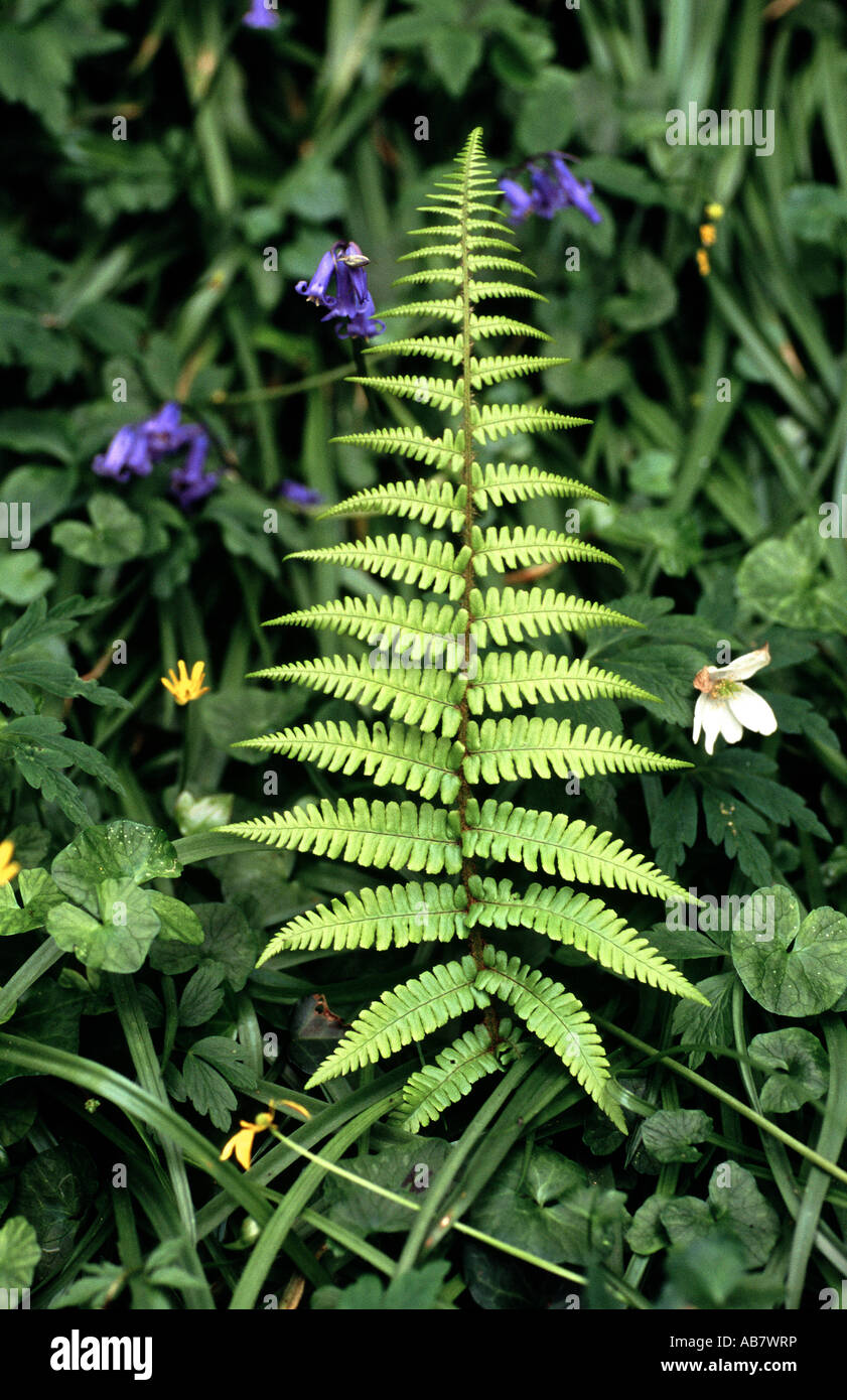 A single fern frond emerges from the undergrowth Stock Photo - Alamy