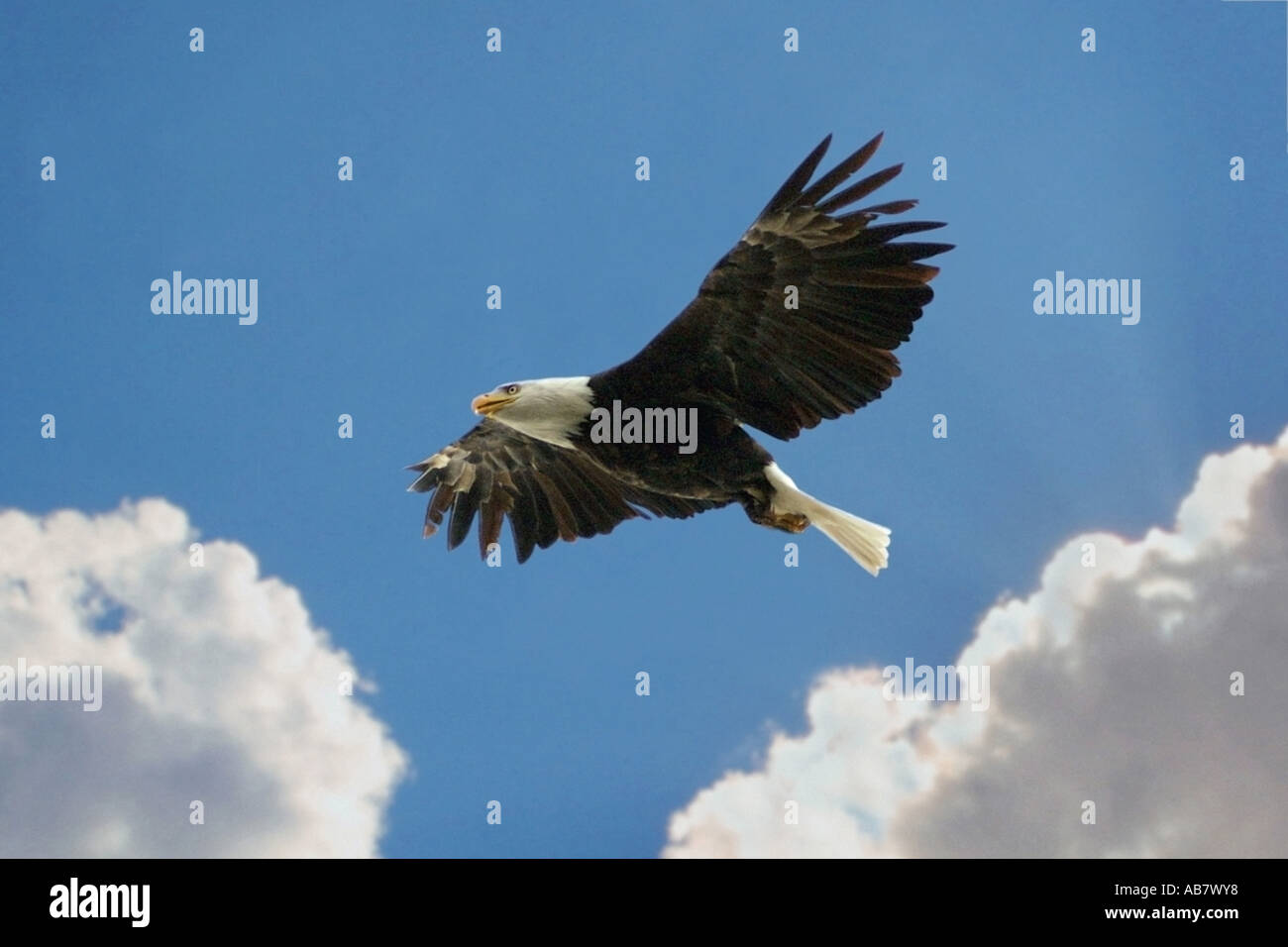 Bald eagle flying from below hi-res stock photography and images - Alamy