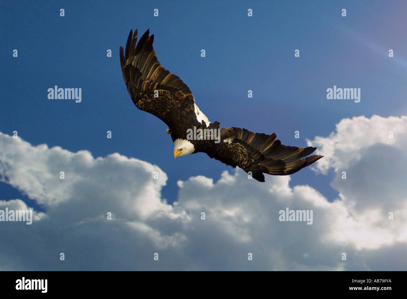 American bald eagle (Haliaeetus leucocephalus), soaring Stock Photo - Alamy