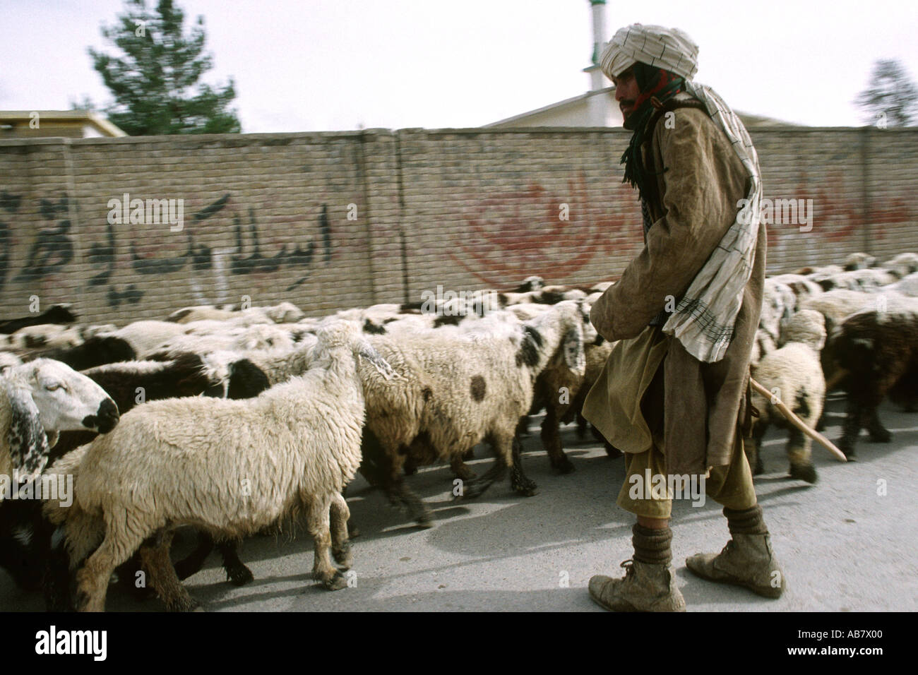 Pakistani livestock animals hi-res stock photography and images - Alamy
