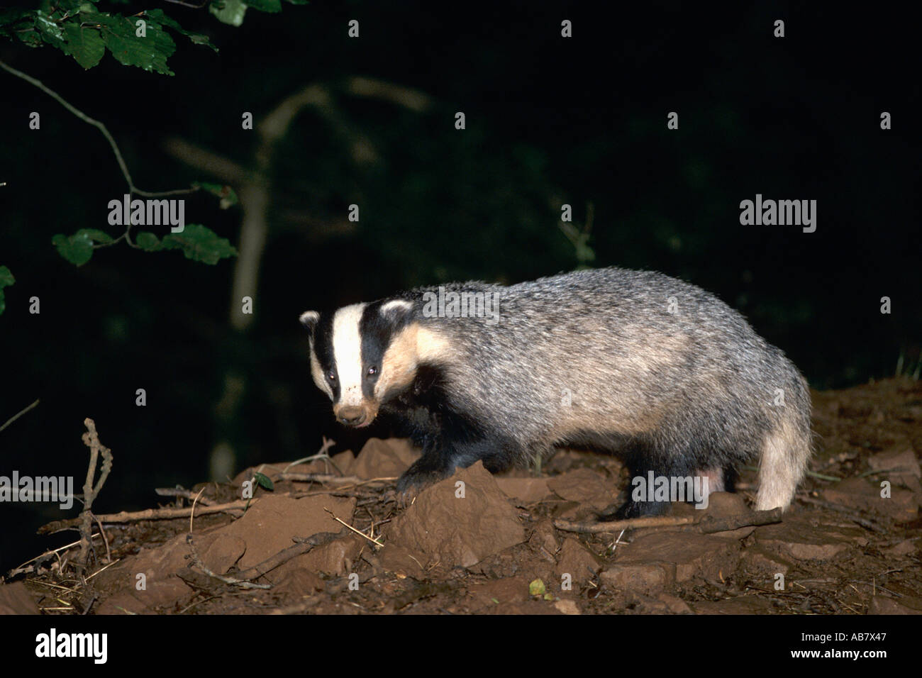 Badger in the Forest of Dean Stock Photo - Alamy