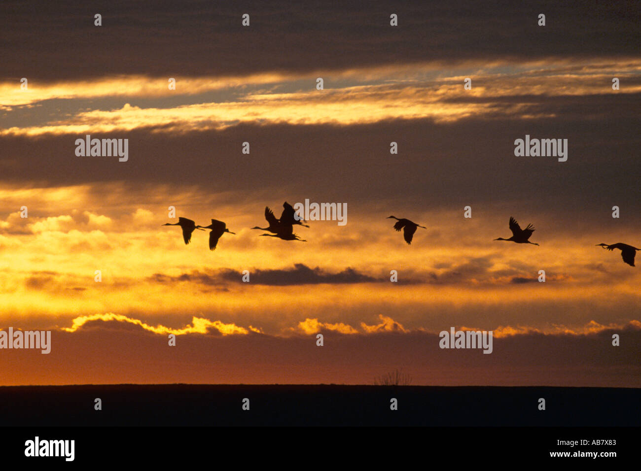 Sandhill Cranes flying in a Bosque del Apache Sunset Stock Photo - Alamy