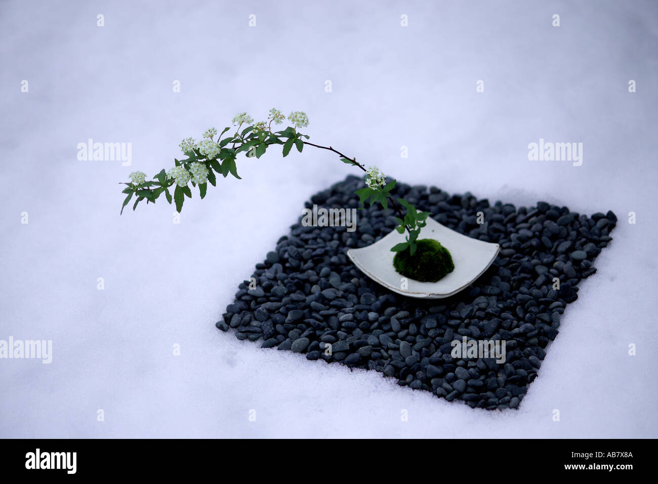Japanese spiraea bonsai hi-res stock photography and images - Alamy