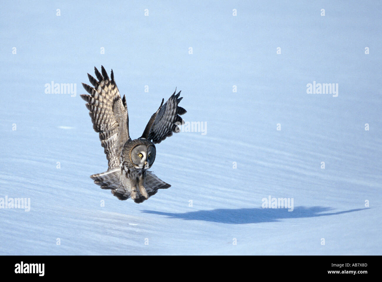 Swooping hi-res stock photography and images - Alamy