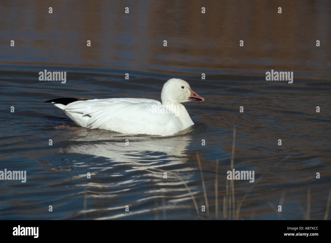 Snow Goose swimming at Bosque del Apache Stock Photo - Alamy