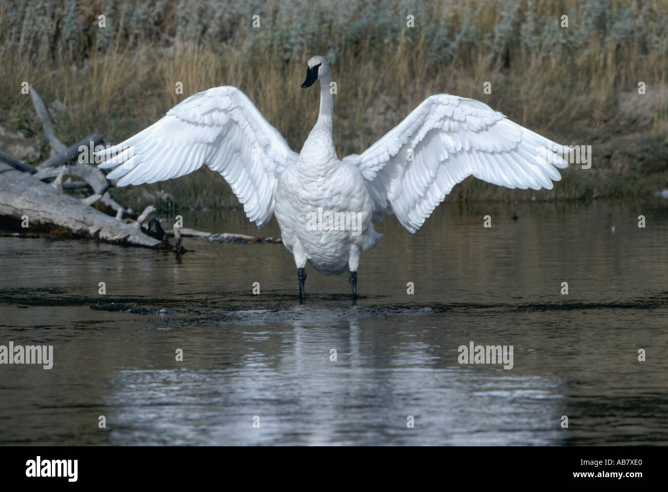 Trumpeter Swan flapping wings Stock Photo - Alamy