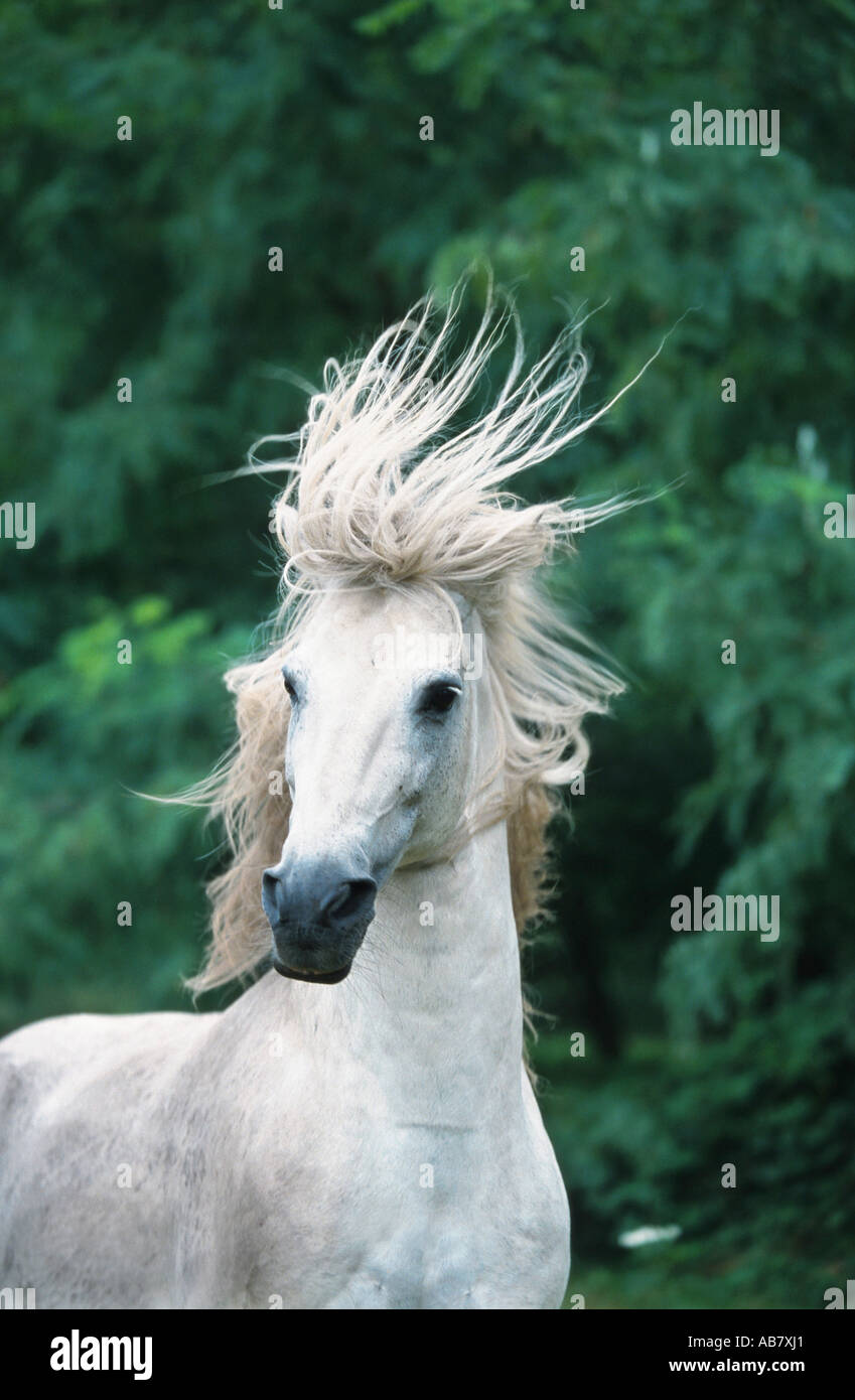 Barb horse (Equus przewalskii f. caballus), stallion with blowing mane ...