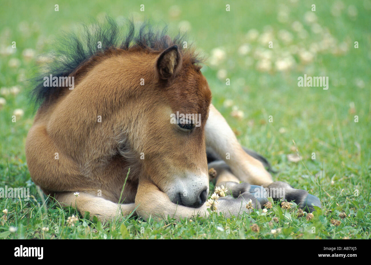 Lying shetland pony hi-res stock photography and images - Alamy